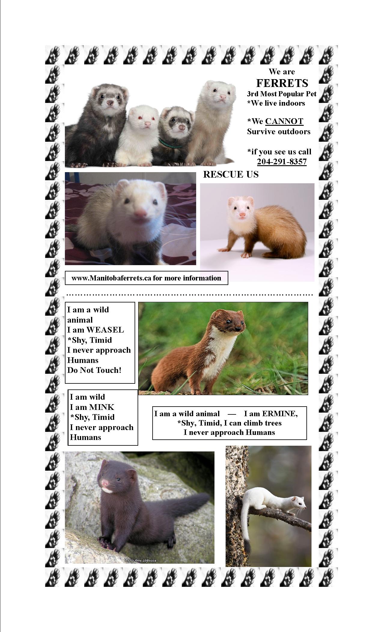 FAQ -What is a ferret? – Manitoba Ferret Association